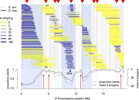 Gene Flow Mediates The Role Of Sex Chromosome Meiotic Drive During Complex Speciation Elife Gene Flow Mediates The Role Of Sex Chromosome Meiotic Drive During Complex Speciation Elife