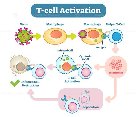 T Cell Activation Diagram Vector Scheme Illustration Vectormine