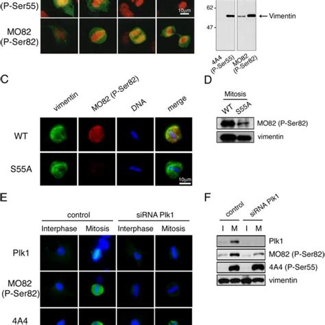 The Significance Of Plk1 Induced Vimentin Phosphorylation On Vimentin
