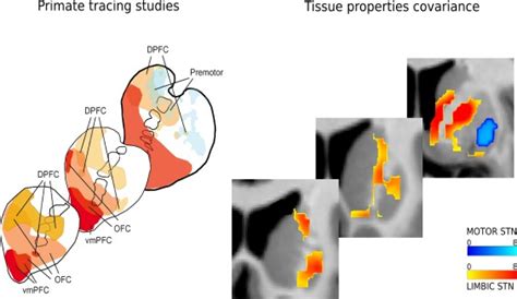 Panel Right Representation Of Tissue Property Covariance Results Download Scientific Diagram