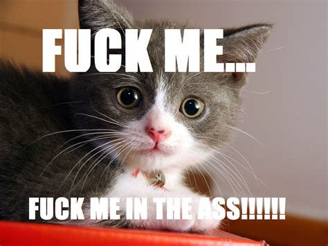 Kitty Cat Meme By Futuramaiscool2938 On Deviantart