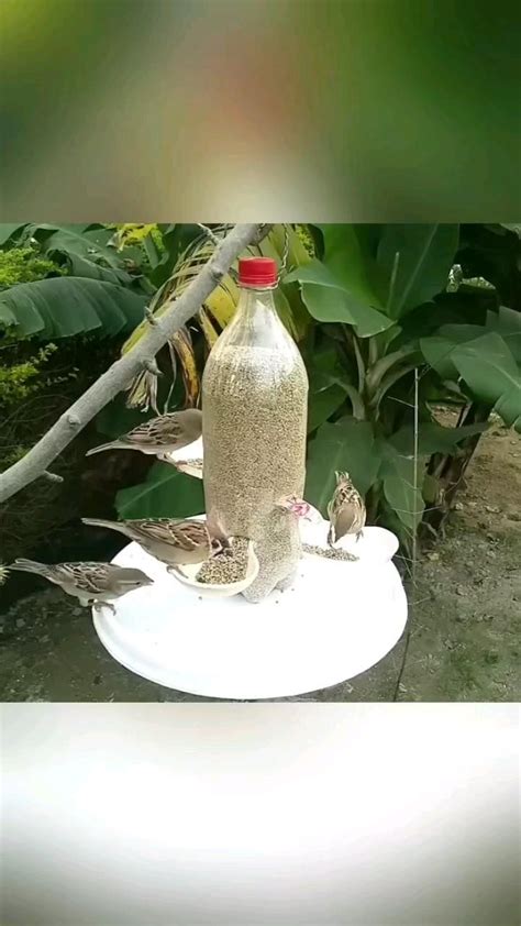 Best 13 How To Make Homemade Bird Feedersdrinking Artofit