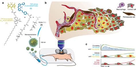 Overview Schematic Of Intravital Nanoparticle Imaging For Download