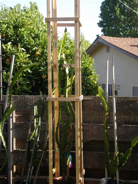 Dragon Fruit Tree Trellis Or Stake Dragon Fruit Tree Fruit Trees