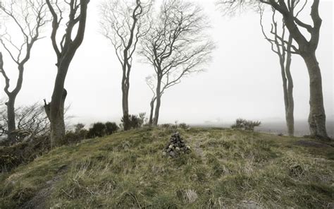 Premium Photo Trees On Field