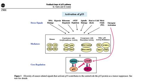 16 Questions With Answers In Cholangiocarcinoma Science Topic