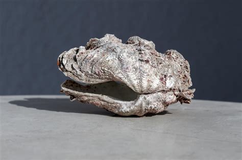 Premium Photo Close Up View Of Semiopen Bivalve Shell On A White