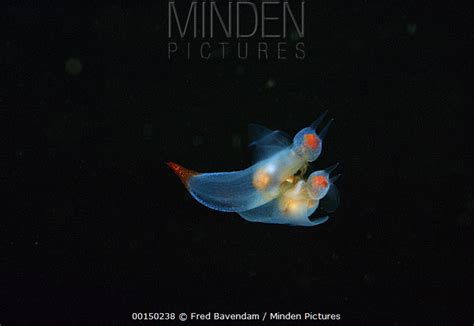 Naked Sea Butterfly Stock Photo Minden Pictures