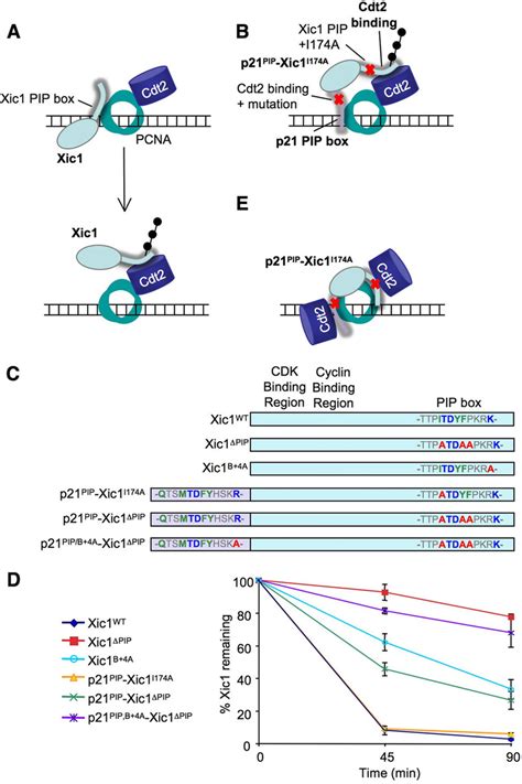 The Cdt2 And Pcna Binding Motifs Of Xic1 Cannot Be Separated A Model