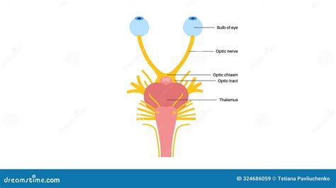 Optic Nerve Anatomy Stock Illustration Illustration Of Hypoglossal