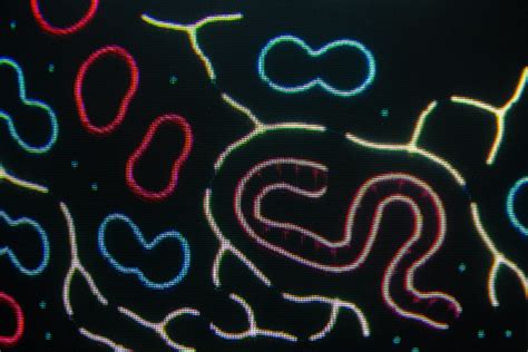 Specimens — Lab 30