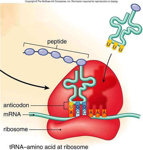 Protein Structure Biology Dictionary Artofit