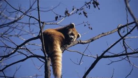 What Are The Red Panda S Adaptations Sciencing