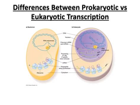 Transcription In Eukaryotes Pdf