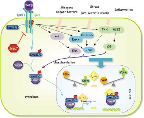 Activation Of Smad And Map Kinases By Tgf B And Their Interactions