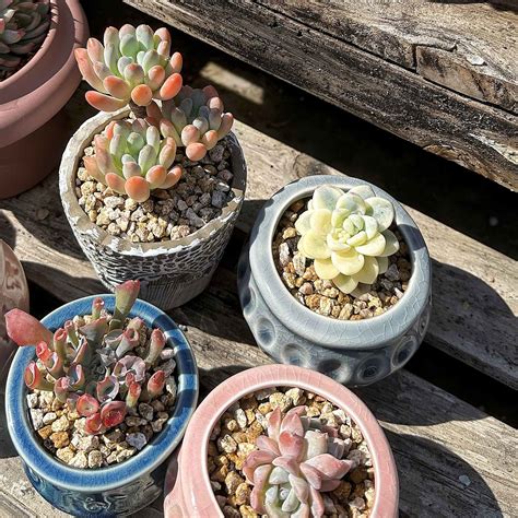 Sedum Clavatum Variegated The Next Gardener Thenextgardener