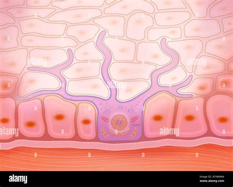 Melanocyte That Stops Producing Melanin Illustration A Melanocyte Is