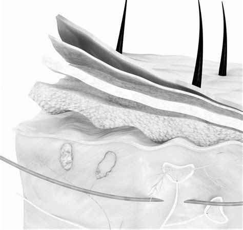 The Integumentary System Learn ALTAlang Com