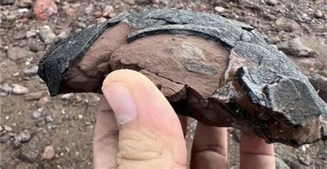 Fosil Telur Dinosaur Ditemukan Di Wilayah Barat Daya Korea Selatan