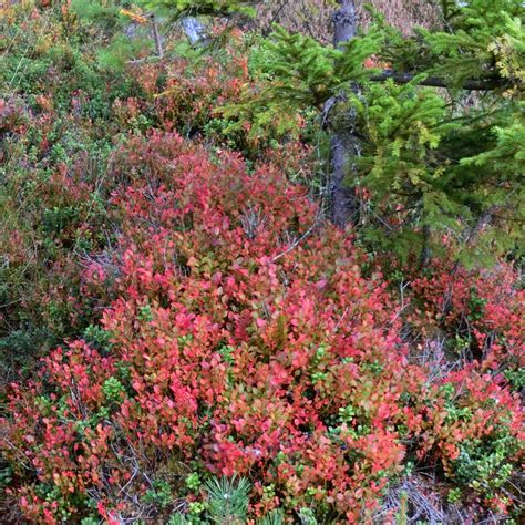 Femfemman Mässor Massor Magneter Mm