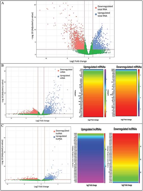 Immune Related Long Non Coding Rna Signature Determines Prognosis And