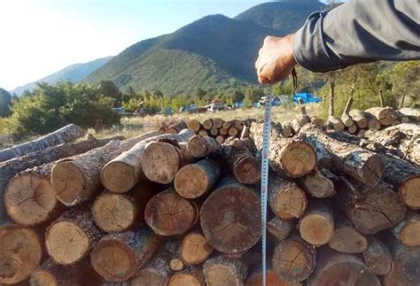 Кривична за вработен во „Национални шуми“ кој предизвикал штета од 15 750 денари Шумарите