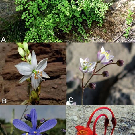 A Adiantum Chilense Kaulf B Anthericum Eccremorrhizum Ruiz And Pav