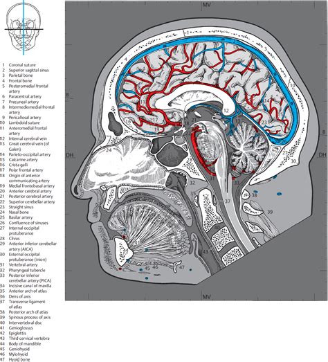 Sagittal Section Through The Nose Mouth Pharynx And
