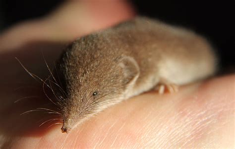 Mammal Society Calls For Sightings Of Invasive Shrew Birdguides