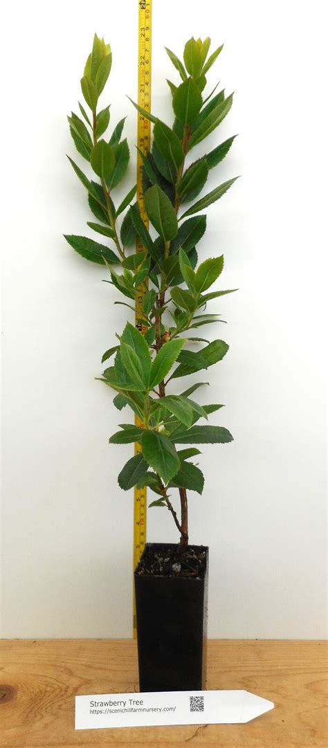 Compact Strawberry Tree Arbutus Unedo Compacta Specimen Landscape