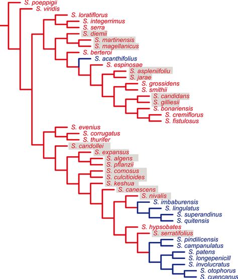Mapping Of Pubescence Of The Style Branches Character In One Of The