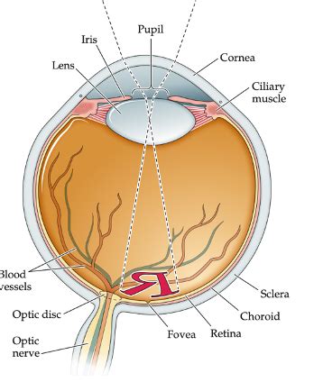 Visual System Textbook Flashcards Quizlet