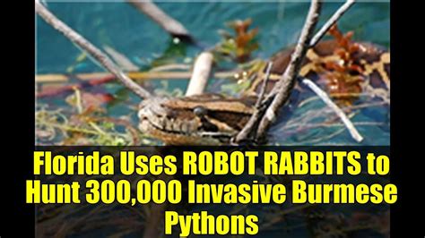Florida Uses Robot Rabbits To Hunt 300000 Invasive Burmese Pythons