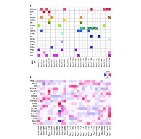 Somatic Mutation Analysis In Rcc Pdx Models And Expression Of Mutated Download Scientific