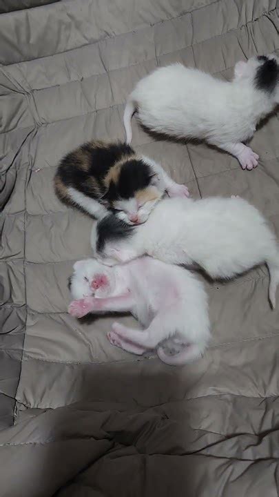 샤론이가 이쁜아가를 낳았습니다 Youtube