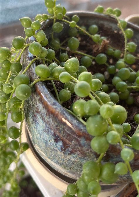 String Of Pearls Covered With Tiny Bugs Rplantclinic