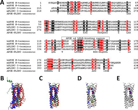 Sequence And Structure Similarity Between Apolipoprotein E And Download Scientific Diagram