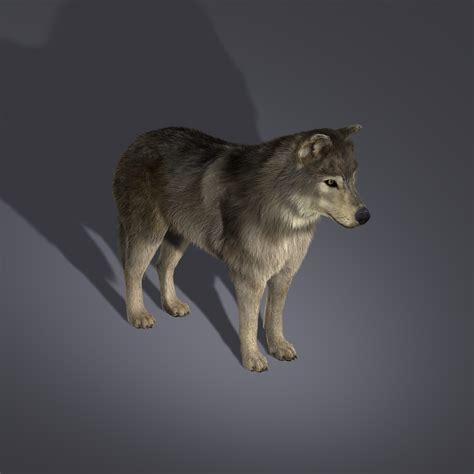 3d Wolves V2 Wolf Model