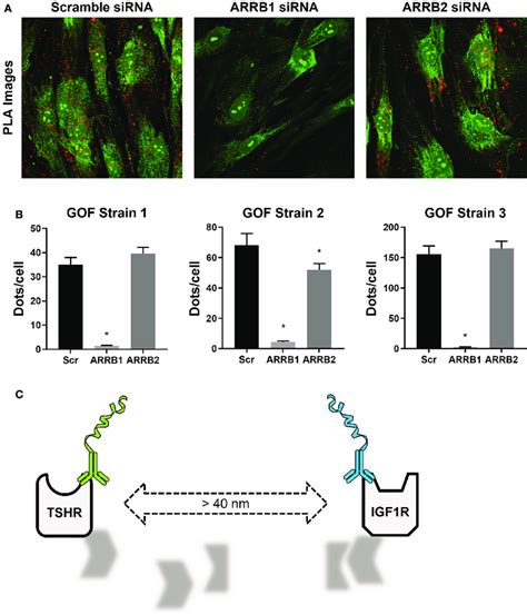 Tshrigf1r Signalosomes In Human Graves Orbital Fibroblasts A