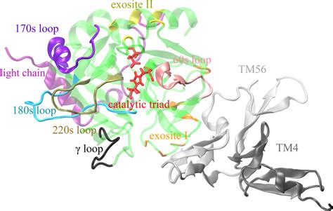 Allosteric Modulation Of Thrombin By Thrombomodulin Insights From