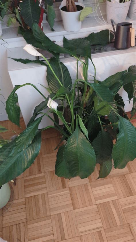 Please Help My Aging Bug Problem Rthesims