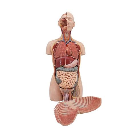 China Digestive System Torso Model Manufacturers Suppliers Factory Meiwo