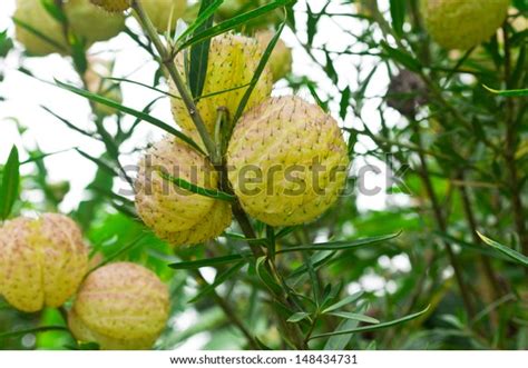 Fruits Thorns Stock Photo Edit Now