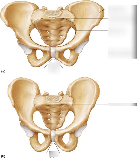 Identify Diagram Quizlet