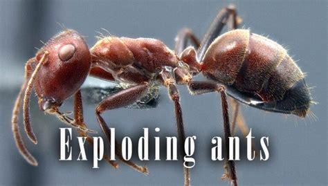 Exploding Ants Kamikaze Ants