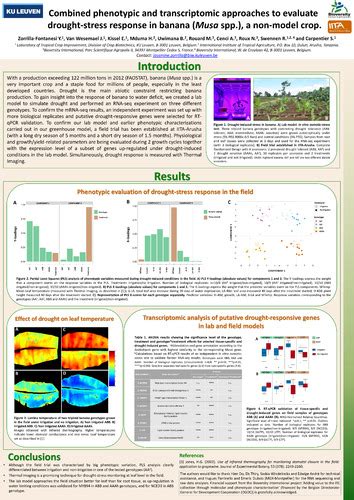 Combined Phenotypic And Transcriptomic Approaches To Evaluate Drought Stress Response In Banana
