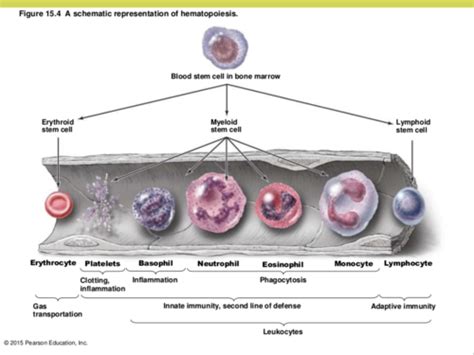 Chapter 15 Innate Immunity Flashcards Quizlet
