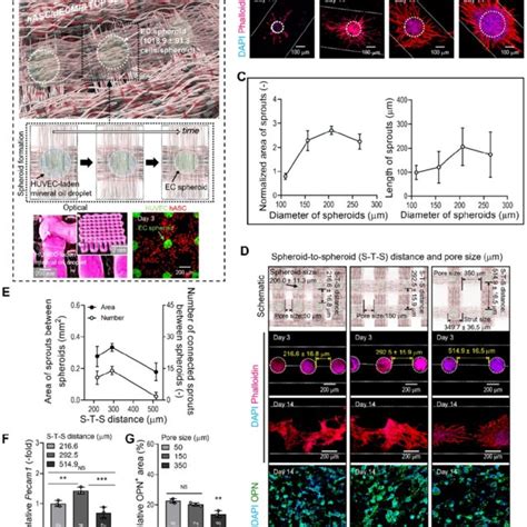 Fabrication Of A Hybrid Cell Structure Using Ec Spheroids And Hascs Download Scientific