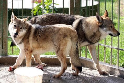 Директорът на Столичния зоопарк продавал вълци за отстрел