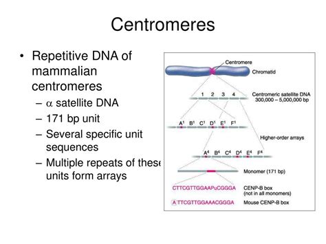 Ppt Chromatin Structure And Genome Organization Powerpoint Presentation Id1430904